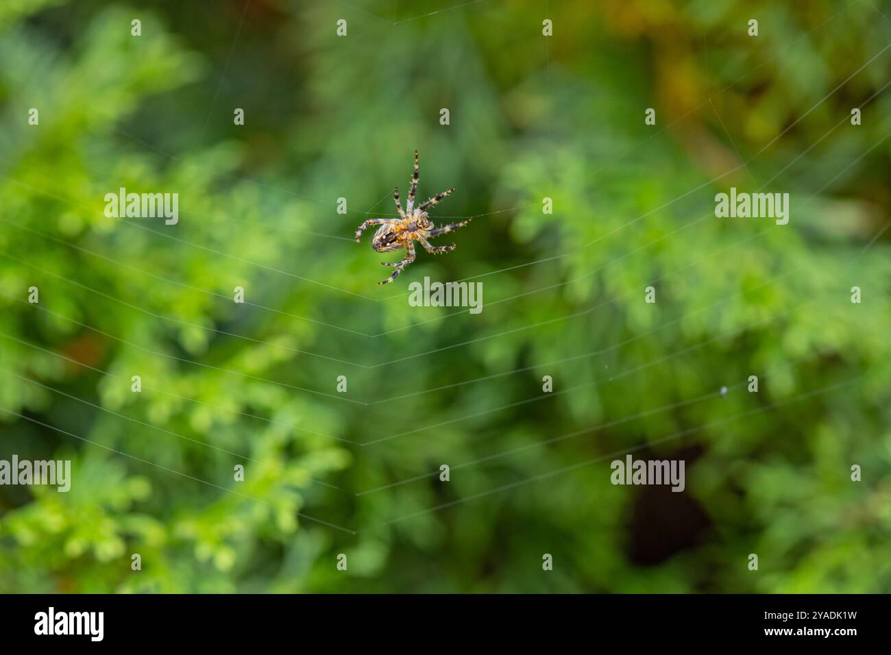 Arachnid in forest ecosystem hi-res stock photography and images - Alamy