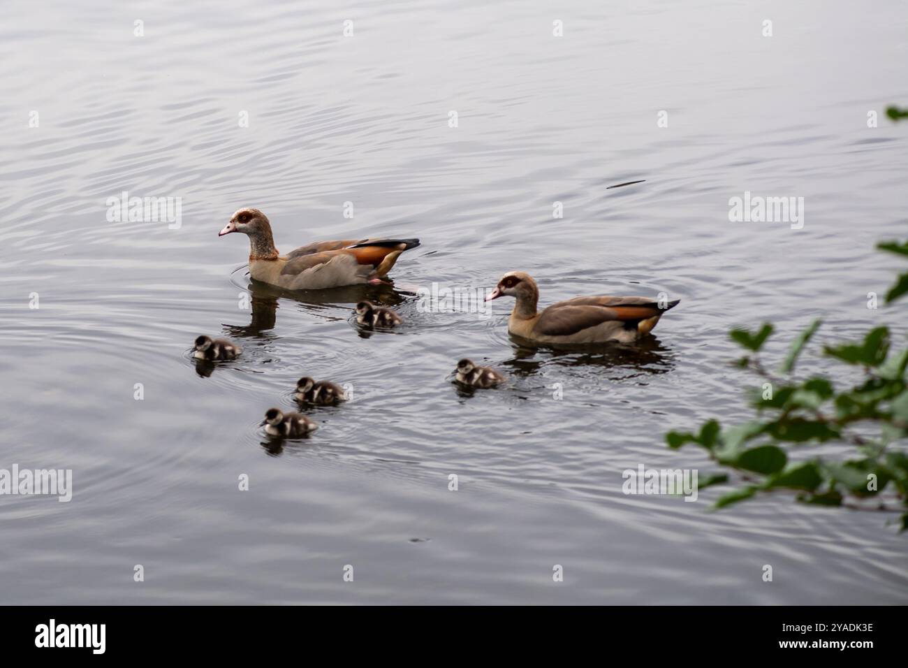 Slough, UK. 13th October, 2024. A pair of Egyptian Geese and their five ...