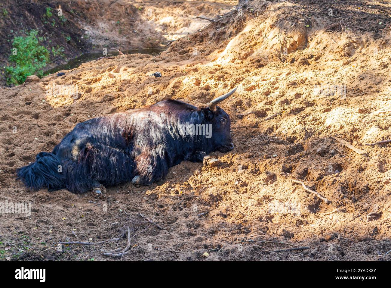 Yak hut hi-res stock photography and images - Alamy
