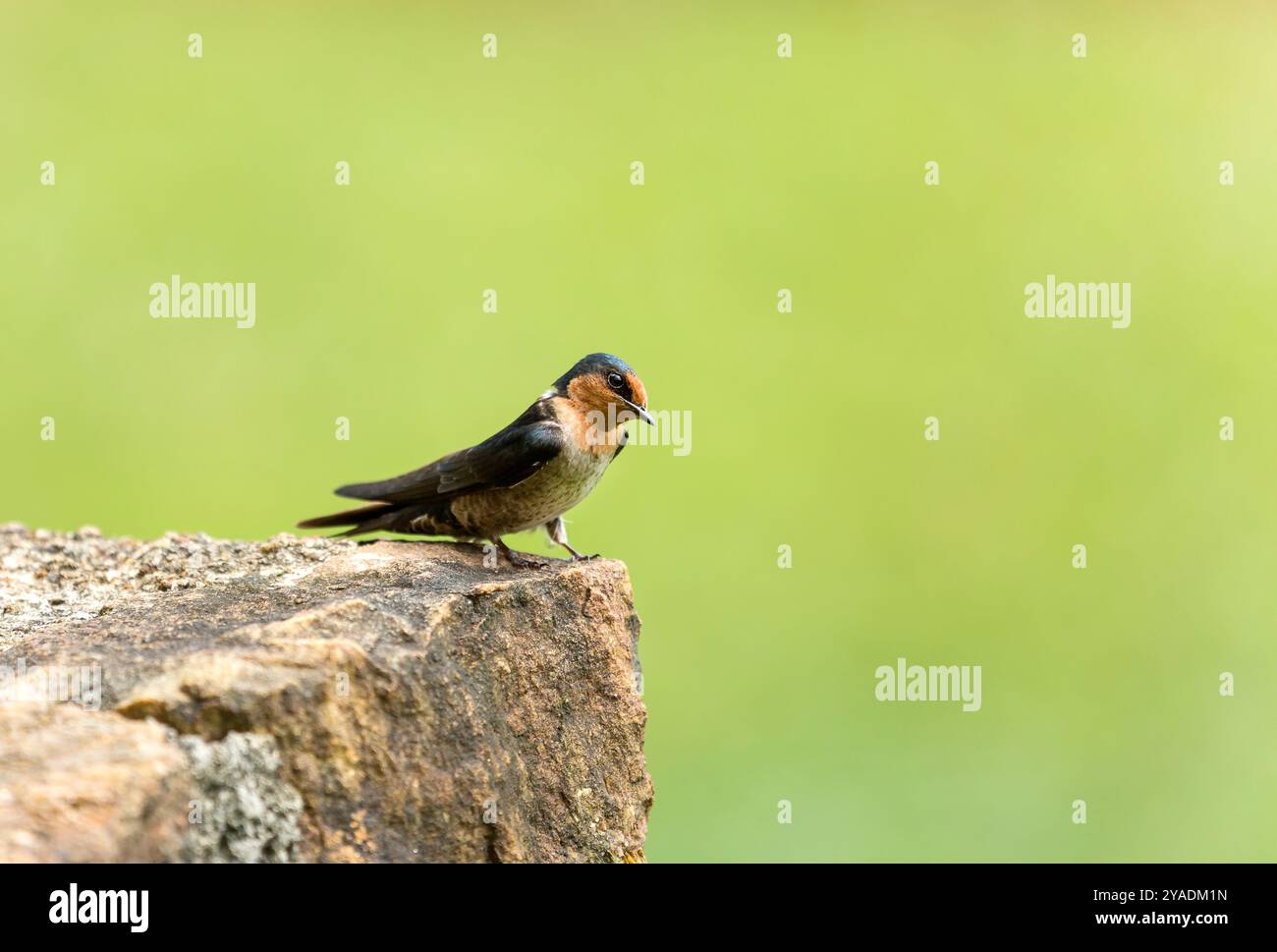 Birds of sri lanka hi-res stock photography and images - Alamy