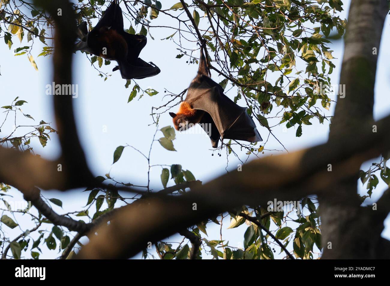 An Indian flying fox, the largest bat species in the world, hangs from ...