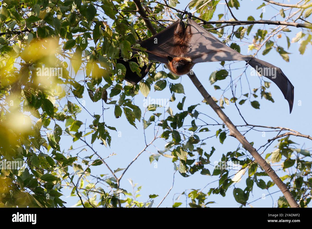 An Indian flying fox, the largest bat species in the world, hangs from ...