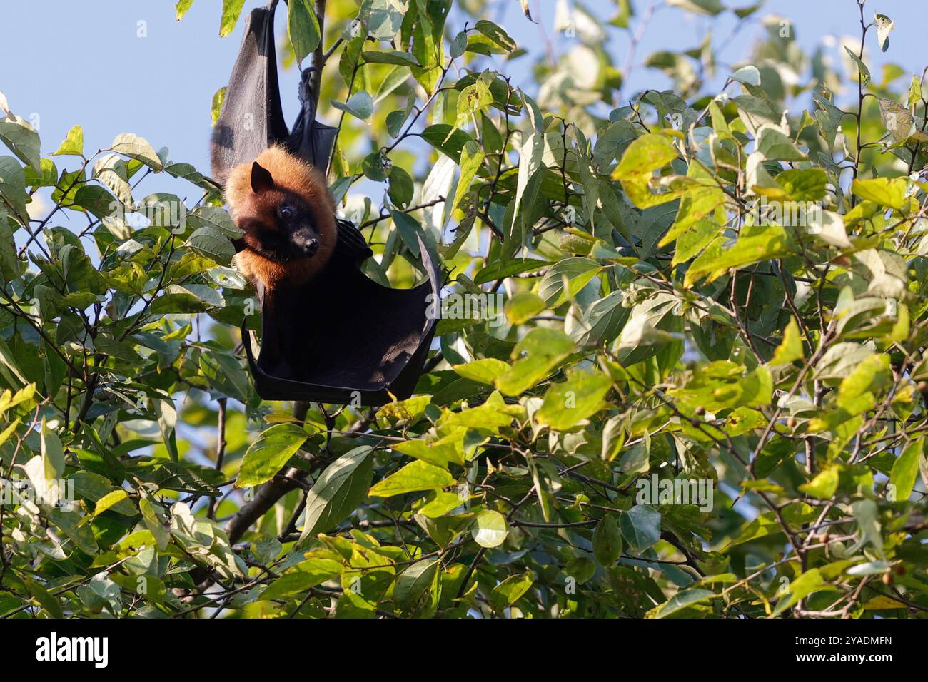 An Indian flying fox, the largest bat species in the world, hangs from ...