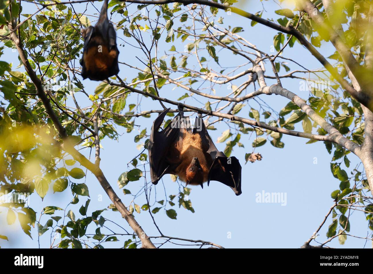 An Indian flying fox, the largest bat species in the world, hangs from ...