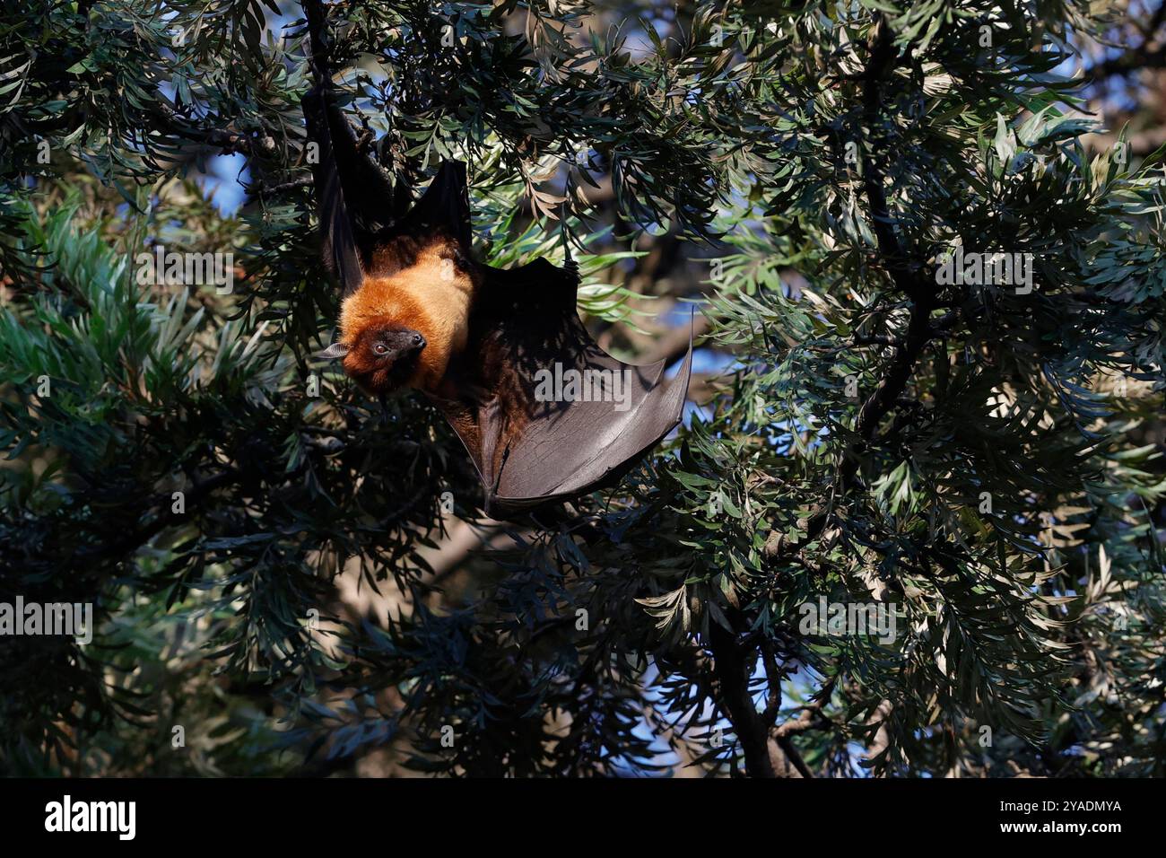 An Indian flying fox, the largest bat species in the world, hangs from ...
