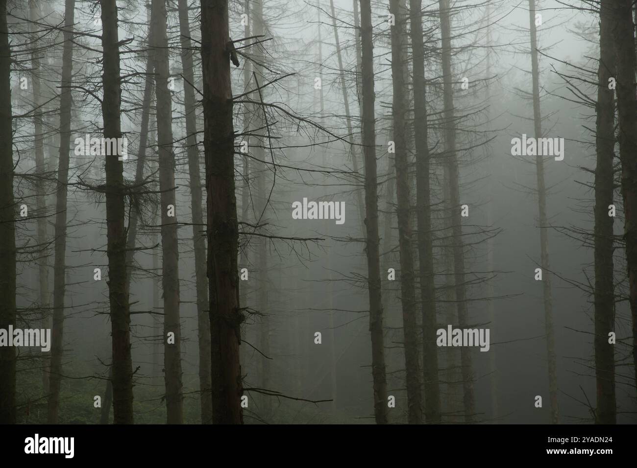 nature environment forest dieback dead spruce forest in Rhineland ...