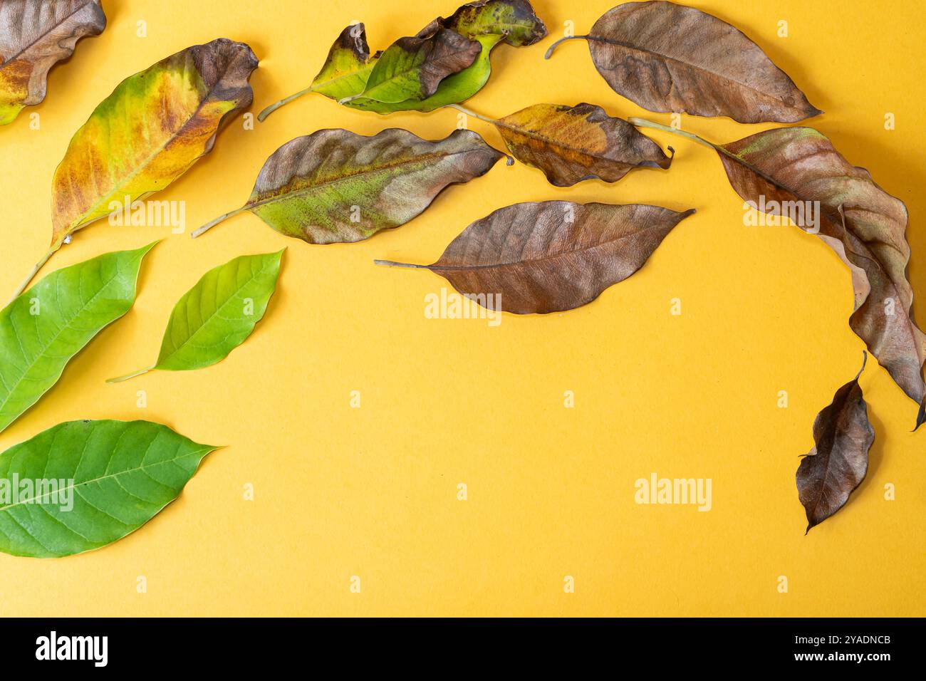 A collection of leaves in various stages of decay arranged on a bright ...