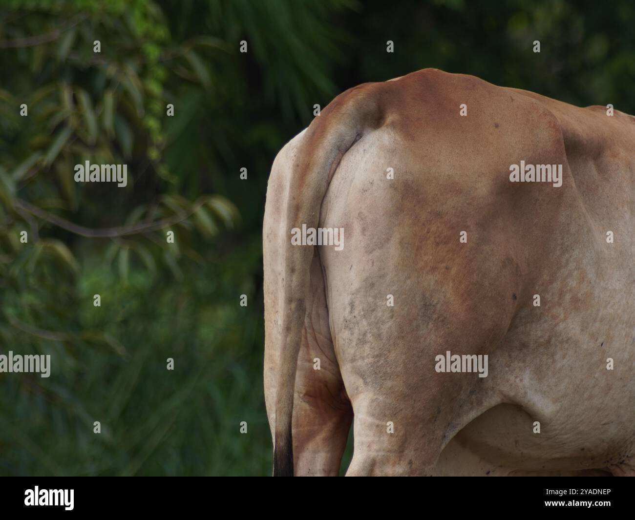 Native Thai cows in the countryside grasslands. Cows eat grass ...