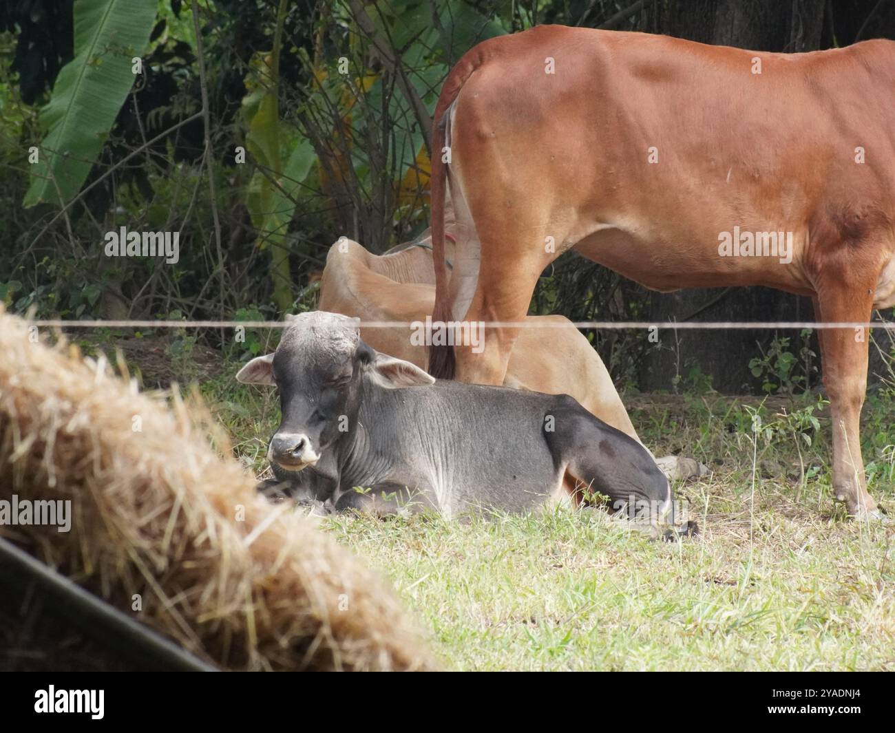 Native Thai cows in the countryside grasslands. Cows eat grass ...
