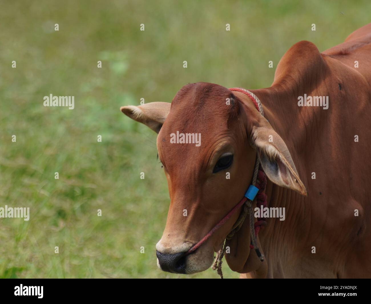 Native Thai cows in the countryside grasslands. Cows eat grass ...