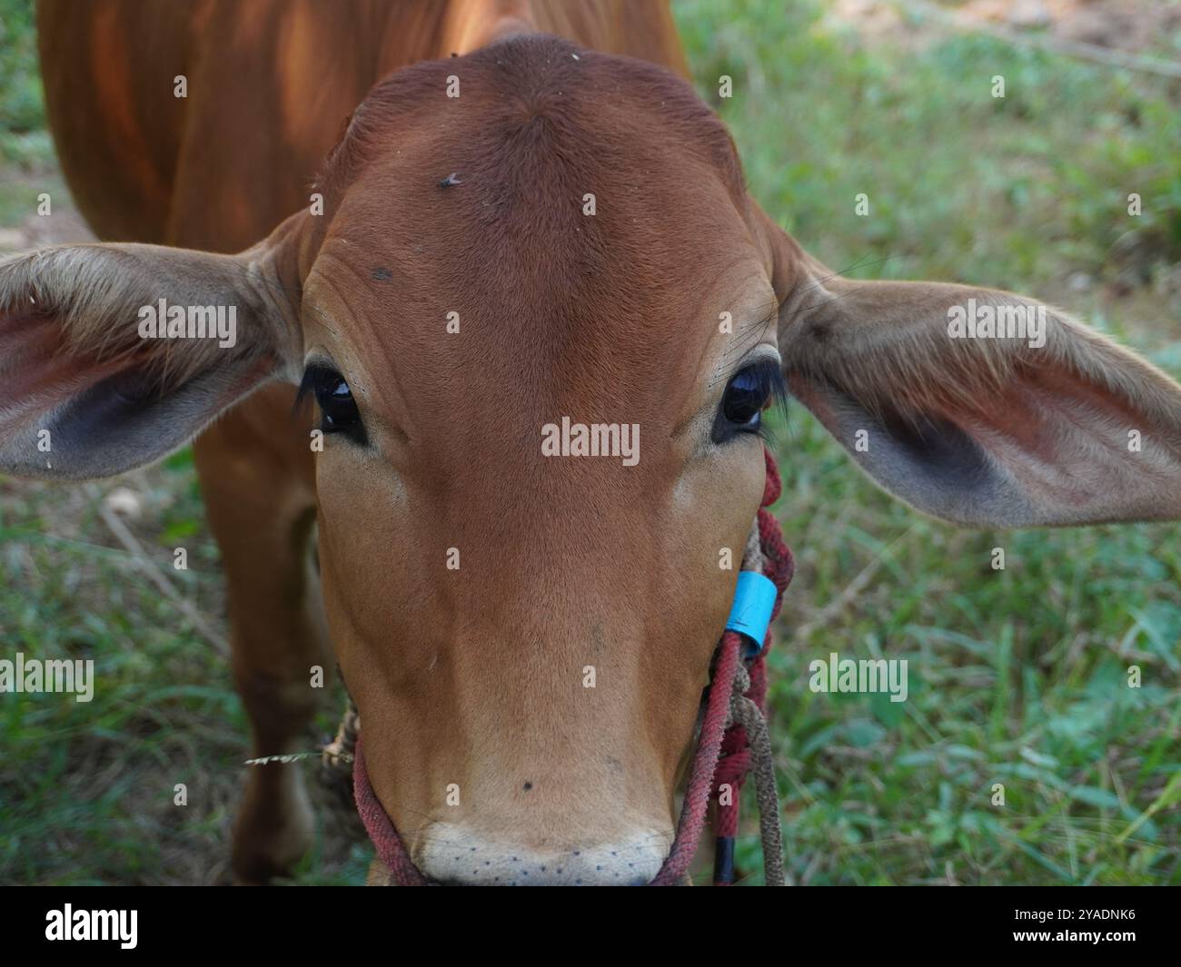 Native Thai cows in the countryside grasslands. Cows eat grass ...
