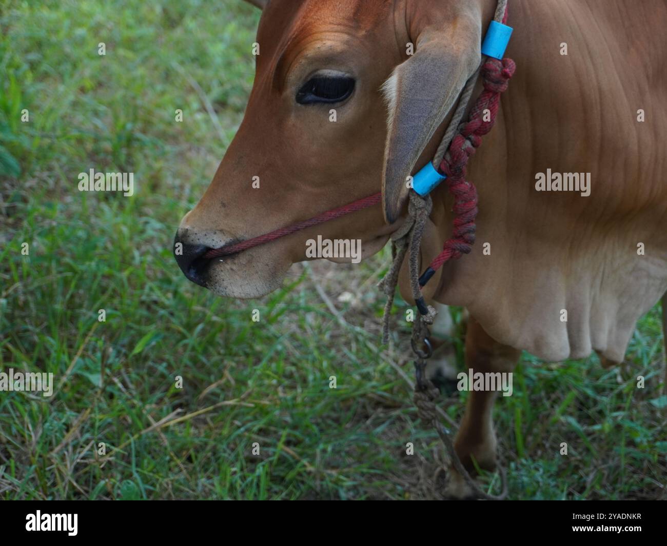 Native Thai cows in the countryside grasslands. Cows eat grass ...