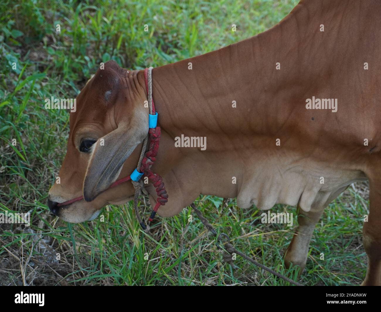 Native Thai cows in the countryside grasslands. Cows eat grass ...