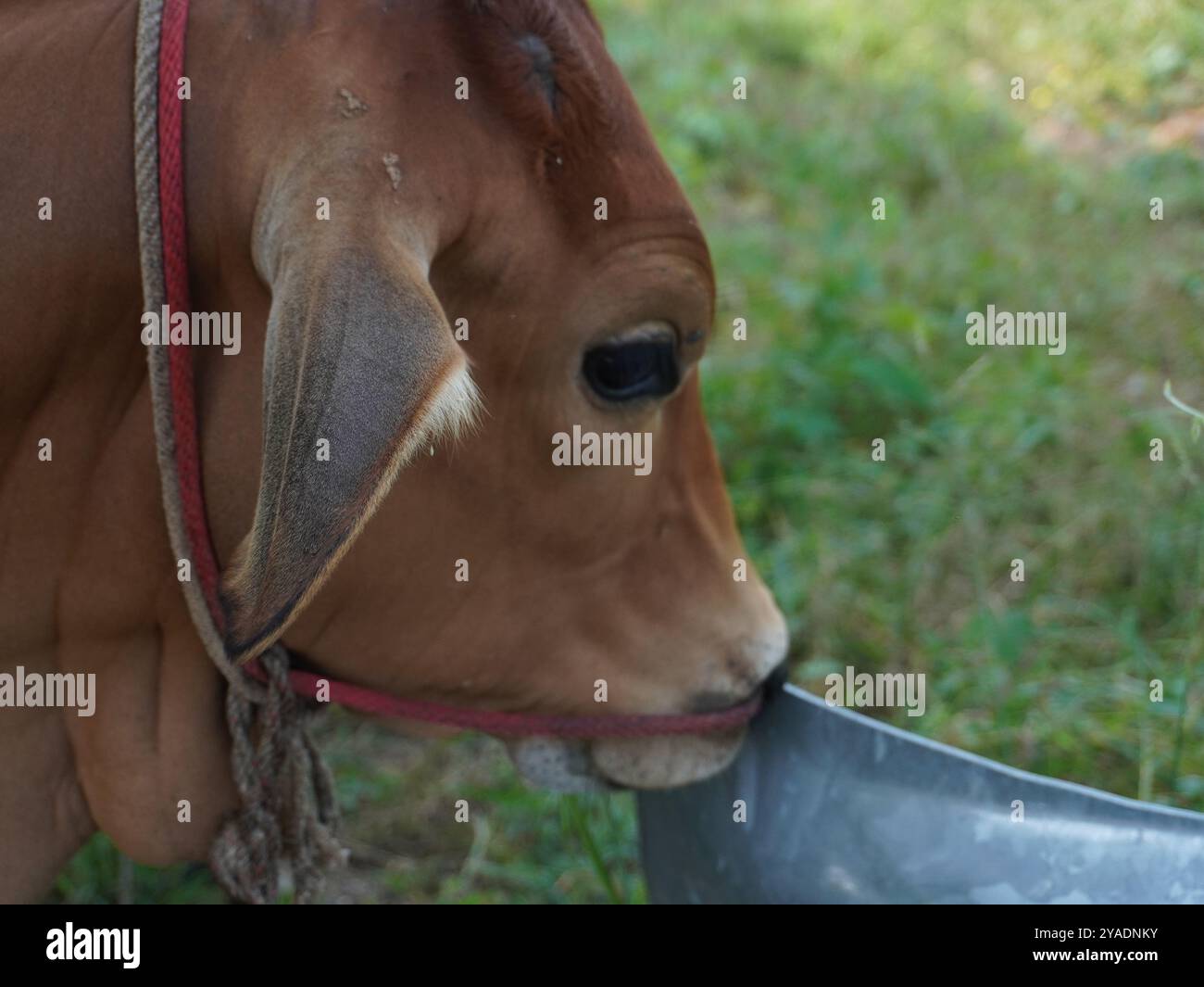 Native Thai cows in the countryside grasslands. Cows eat grass ...