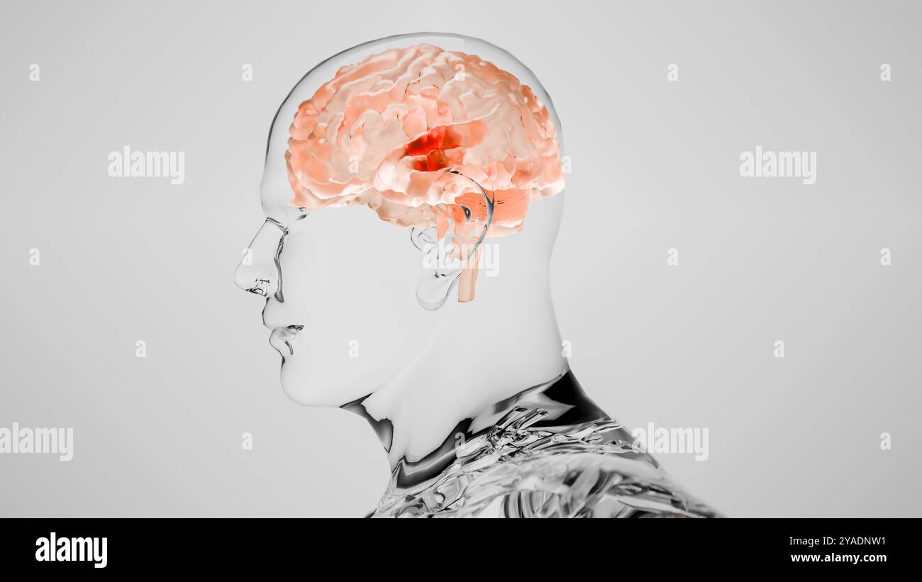 Human brain nervous system anatomy, neural cancer, Sebaceous bulb ...