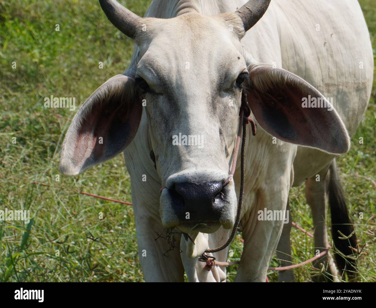 Native Thai cows in the countryside grasslands. Cows eat grass ...