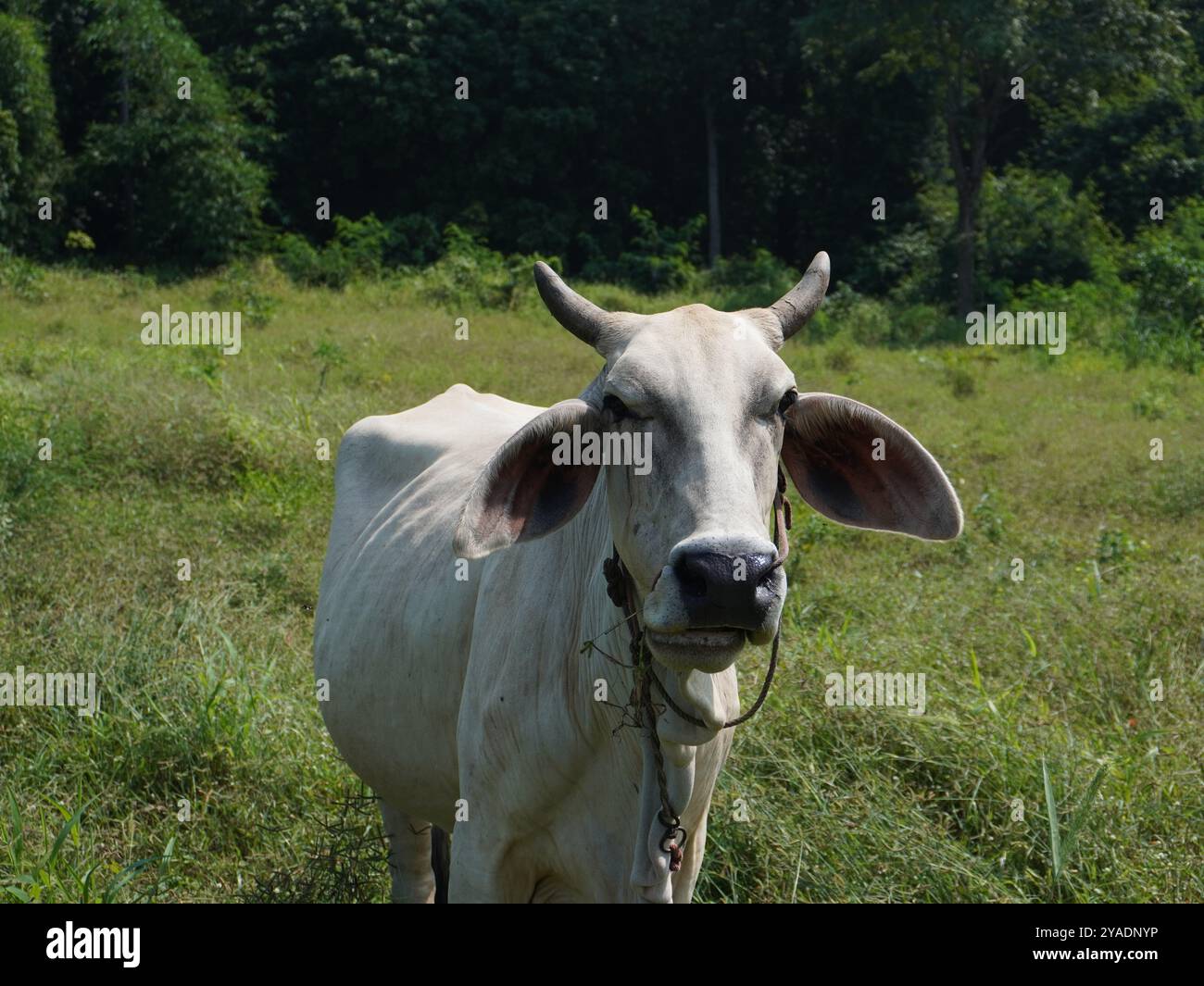 Native Thai cows in the countryside grasslands. Cows eat grass ...