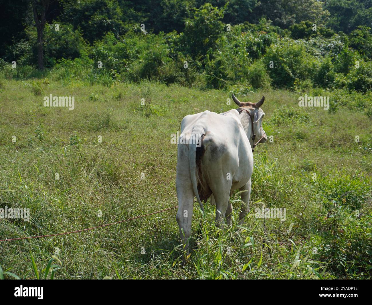 Native Thai cows in the countryside grasslands. Cows eat grass ...
