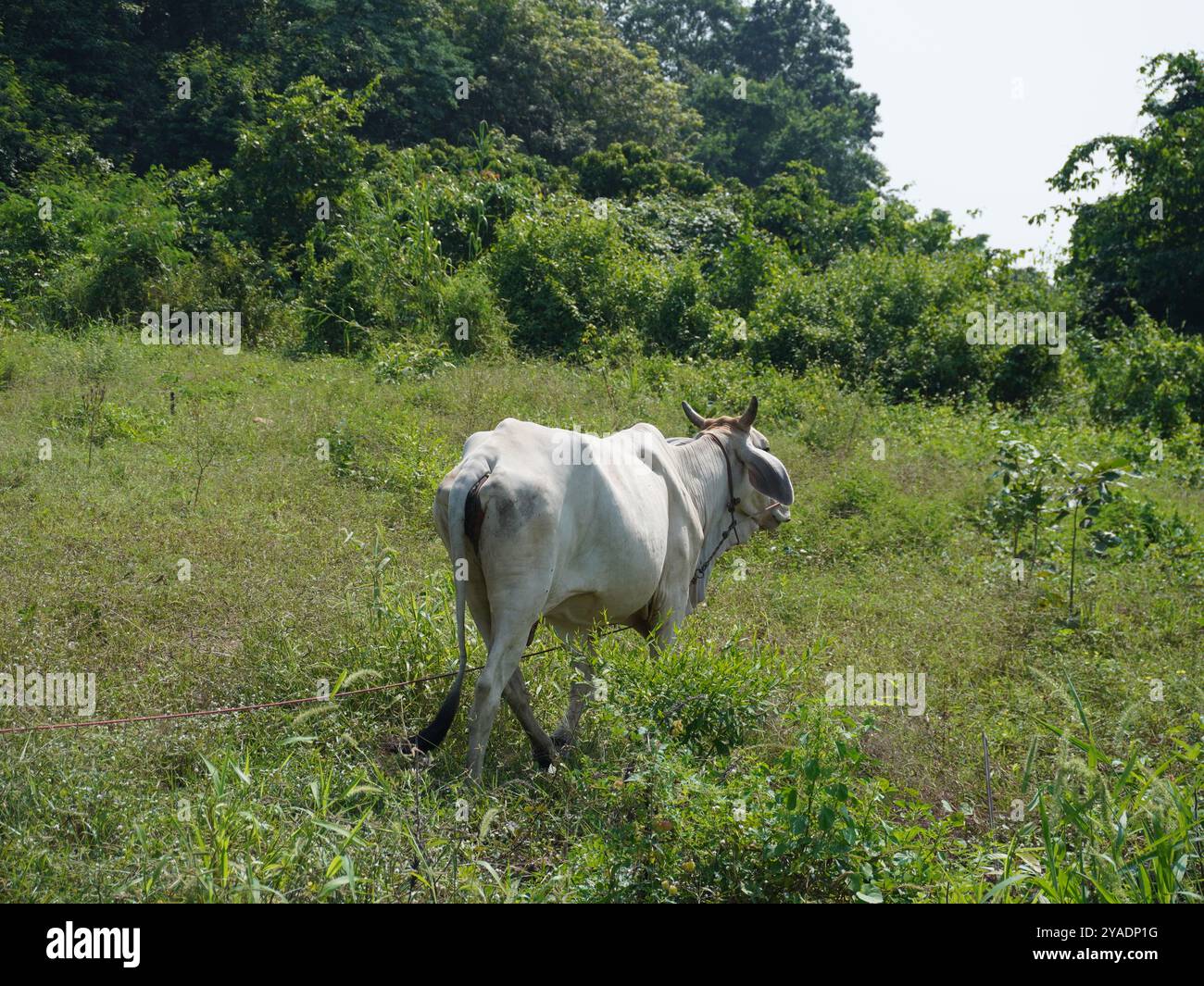 Native Thai cows in the countryside grasslands. Cows eat grass ...