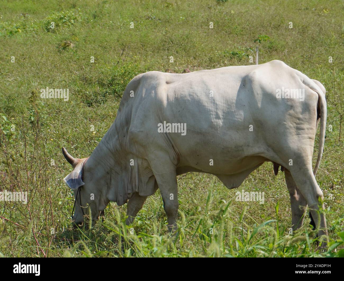 Native Thai cows in the countryside grasslands. Cows eat grass ...