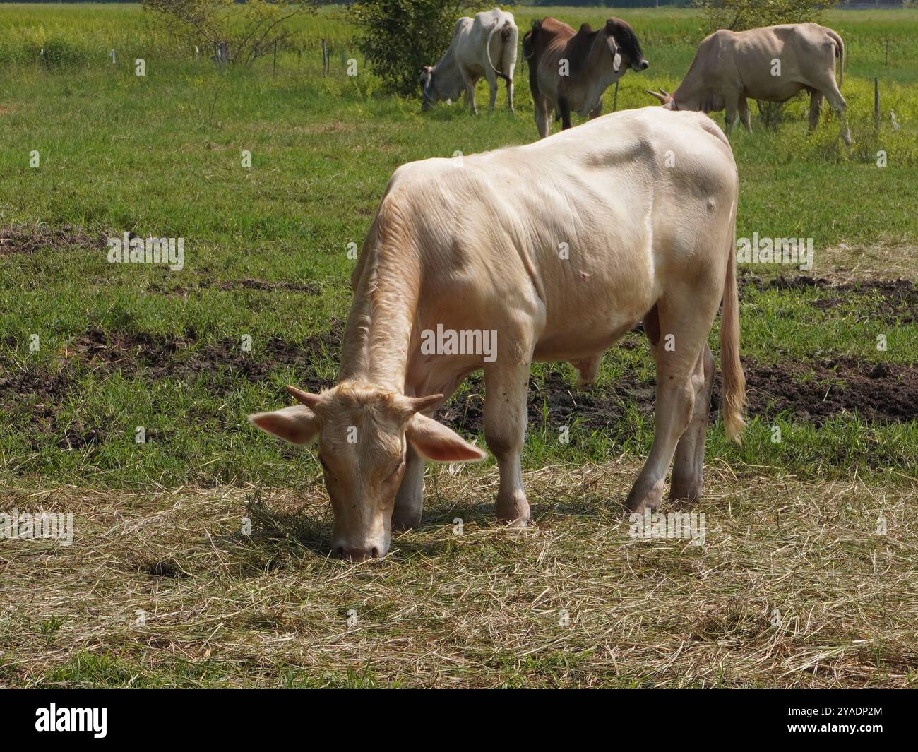 Native Thai cows in the countryside grasslands. Cows eat grass ...