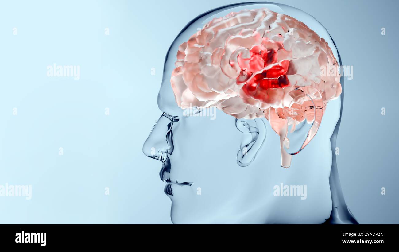 Human brain nervous system anatomy, neural cancer, Sebaceous bulb ...