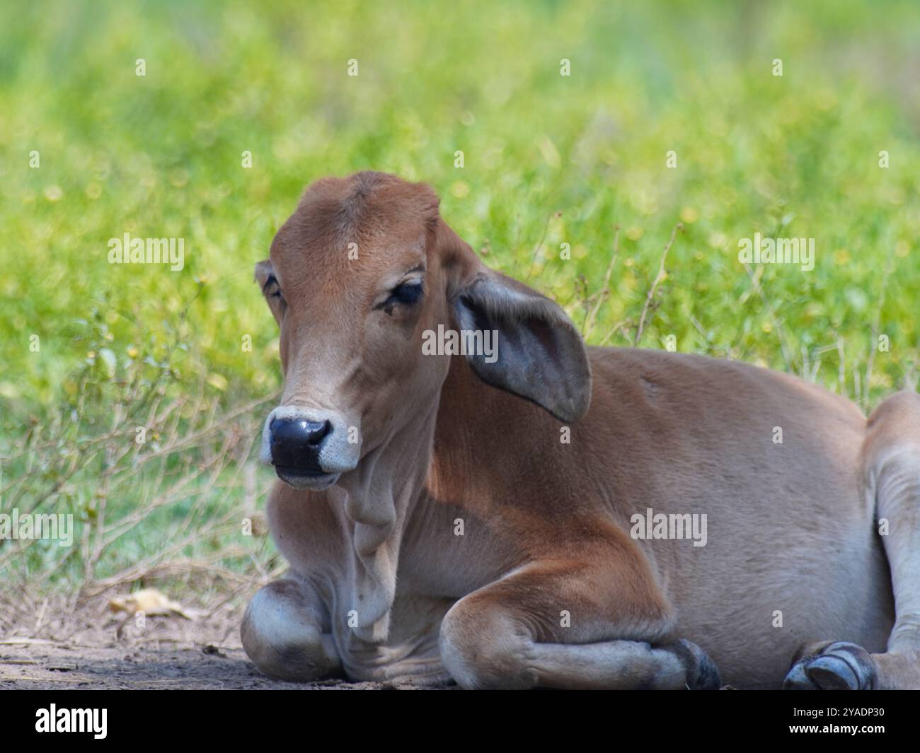 Native Thai cows in the countryside grasslands. Cows eat grass ...