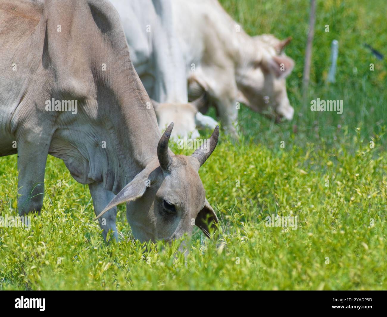 Native Thai cows in the countryside grasslands. Cows eat grass ...