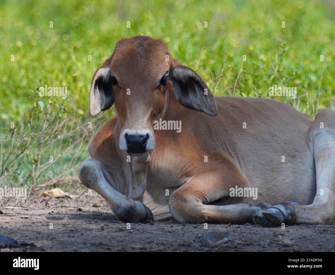 Native Thai cows in the countryside grasslands. Cows eat grass ...
