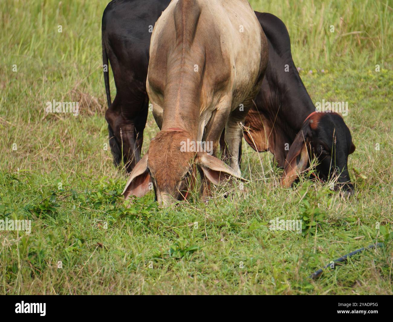 Native Thai cows in the countryside grasslands. Cows eat grass ...