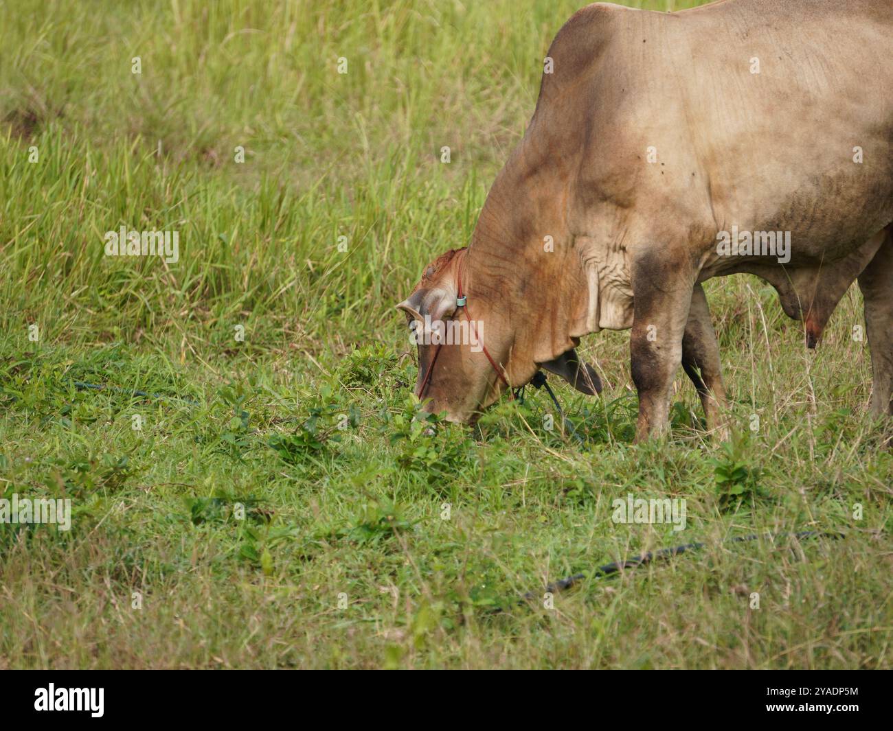 Native Thai cows in the countryside grasslands. Cows eat grass ...
