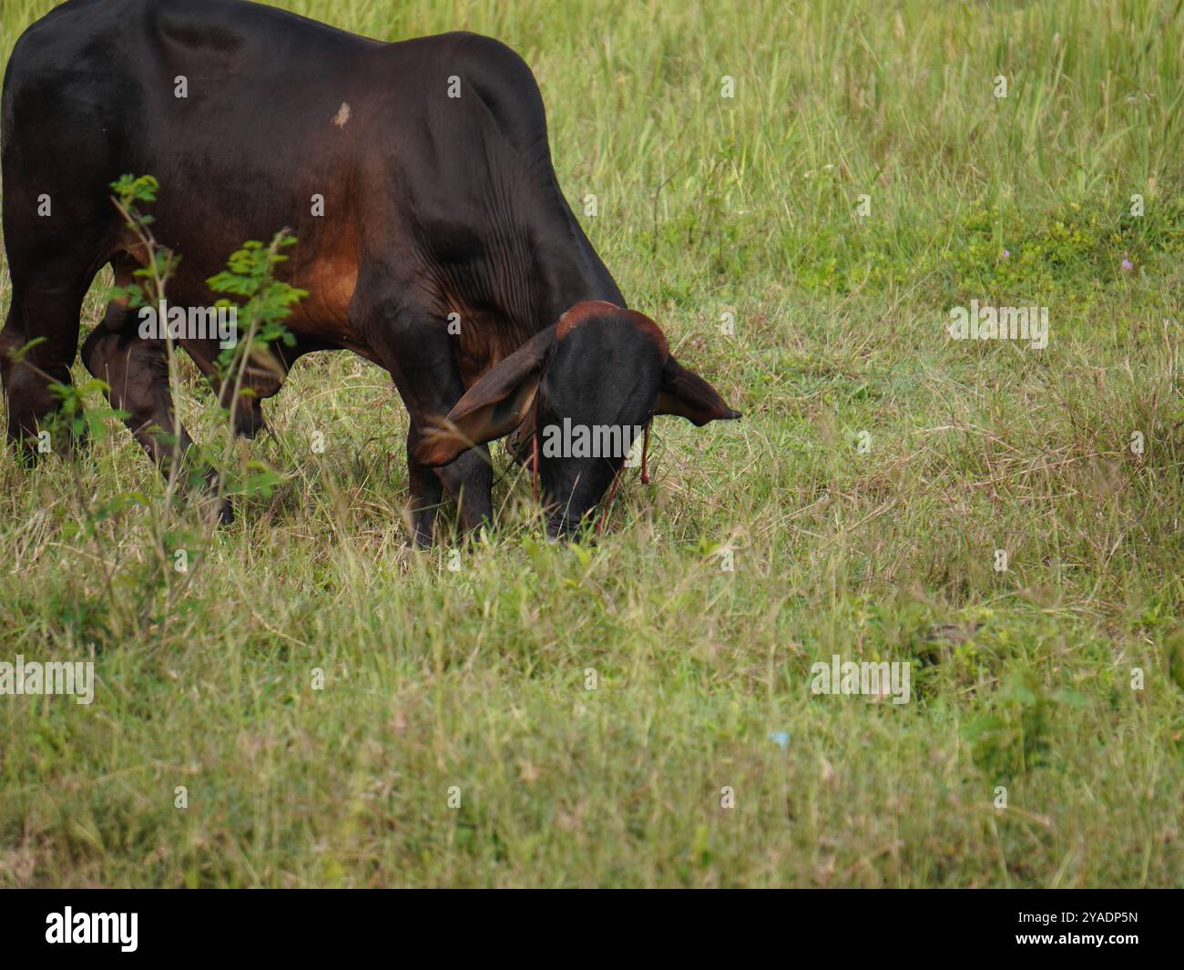 Native Thai cows in the countryside grasslands. Cows eat grass ...