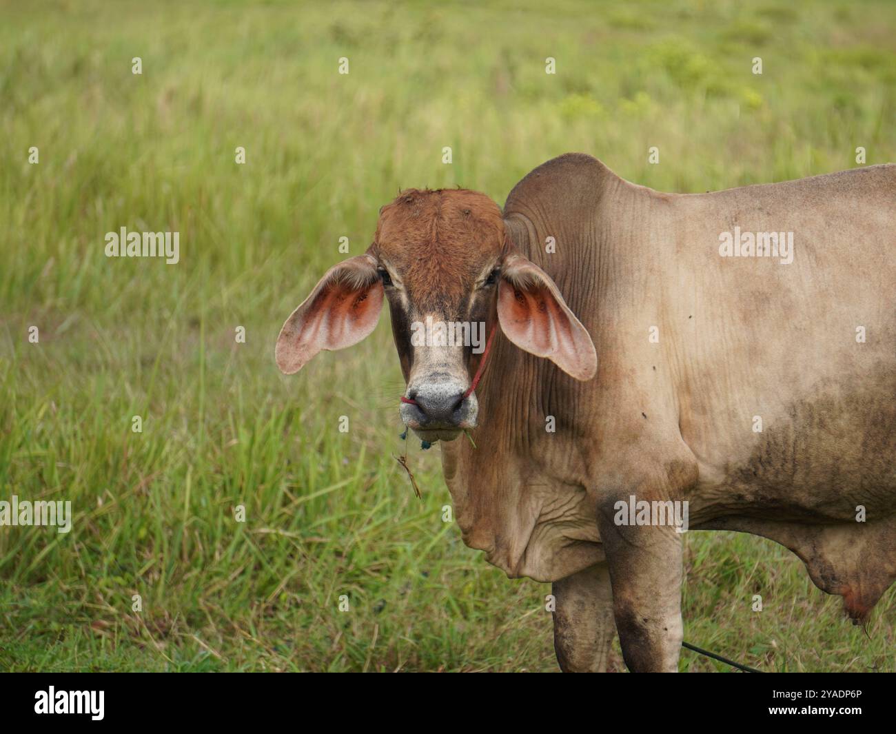 Native Thai cows in the countryside grasslands. Cows eat grass ...