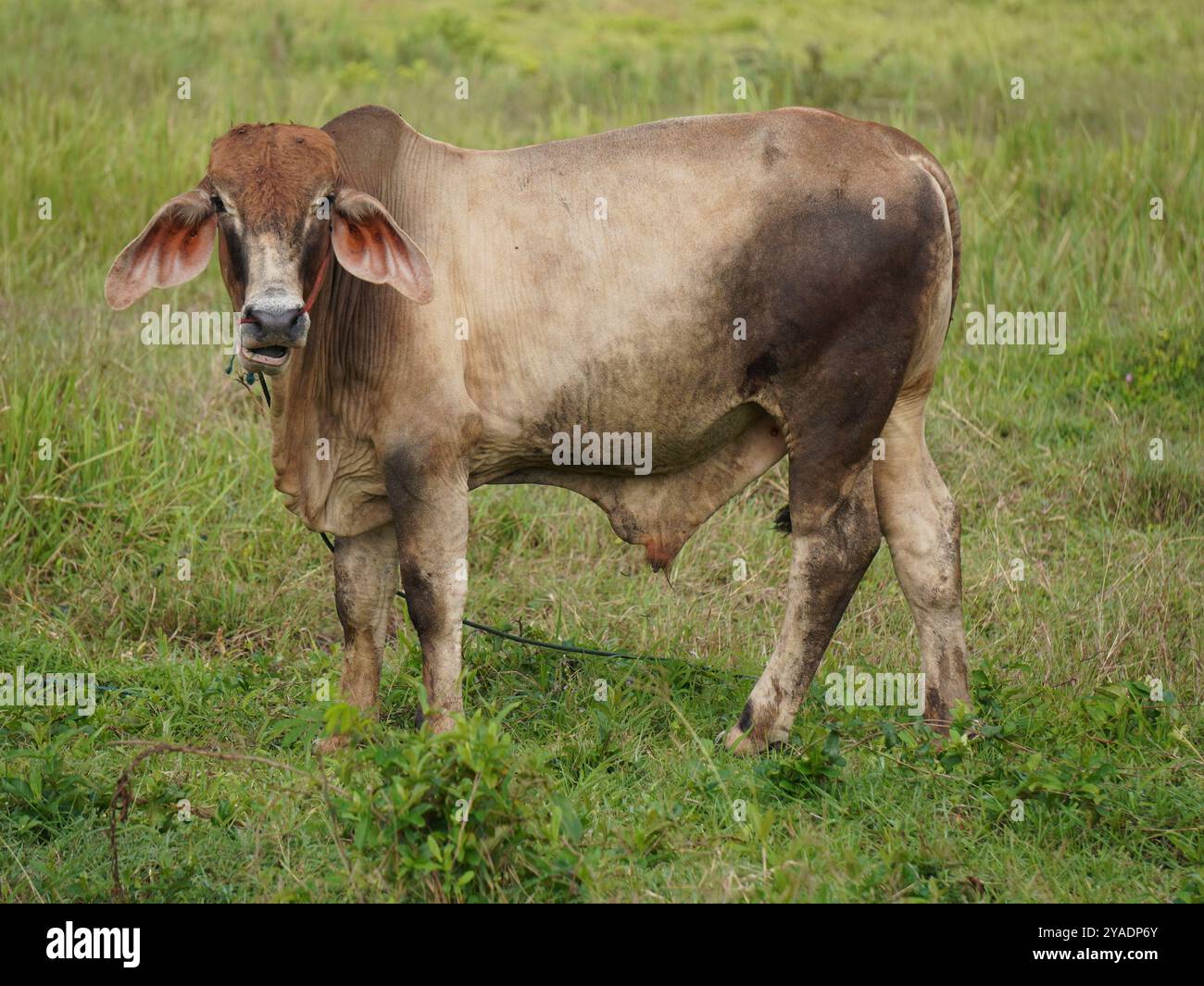 Native Thai cows in the countryside grasslands. Cows eat grass ...