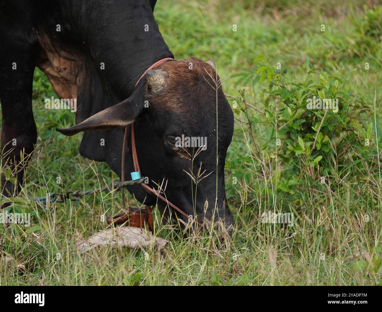 Native Thai cows in the countryside grasslands. Cows eat grass ...