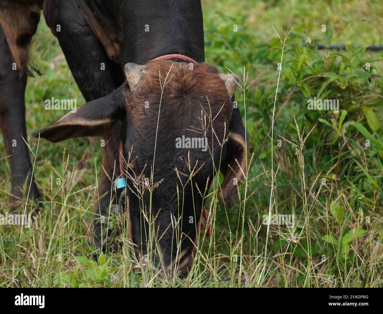 Native Thai cows in the countryside grasslands. Cows eat grass ...
