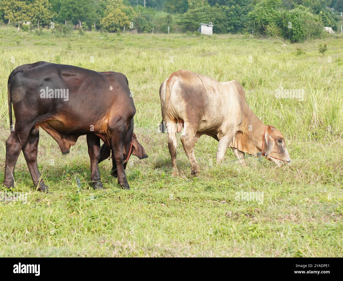 Native Thai cows in the countryside grasslands. Cows eat grass ...