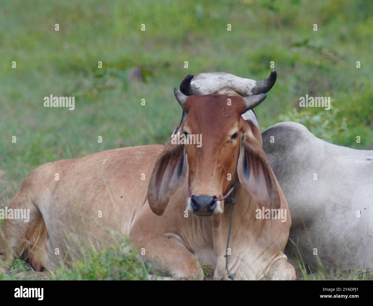 Native Thai cows in the countryside grasslands. Cows eat grass ...