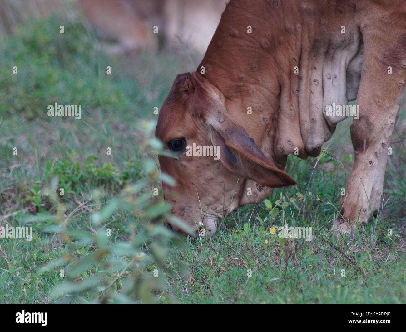Native Thai cows in the countryside grasslands. Cows eat grass ...