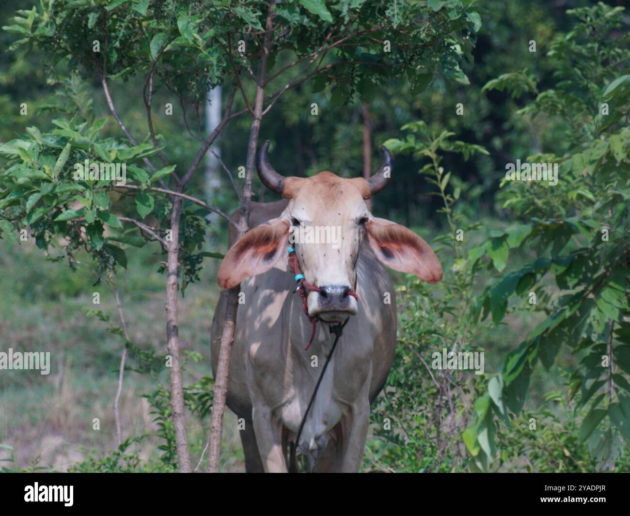 Native Thai cows in the countryside grasslands. Cows eat grass ...