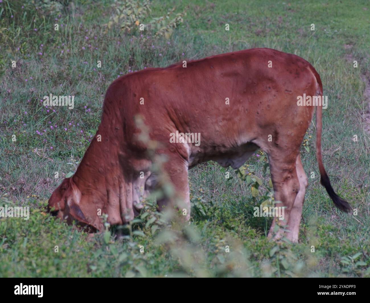 Native Thai cows in the countryside grasslands. Cows eat grass ...