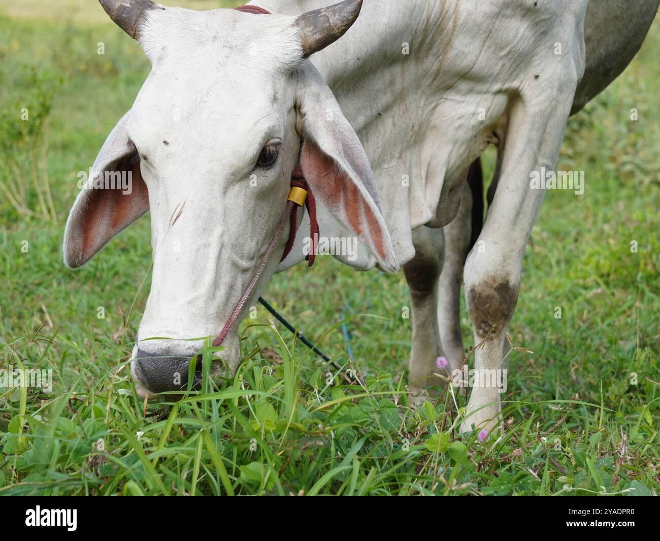 Native Thai cows in the countryside grasslands. Cows eat grass ...
