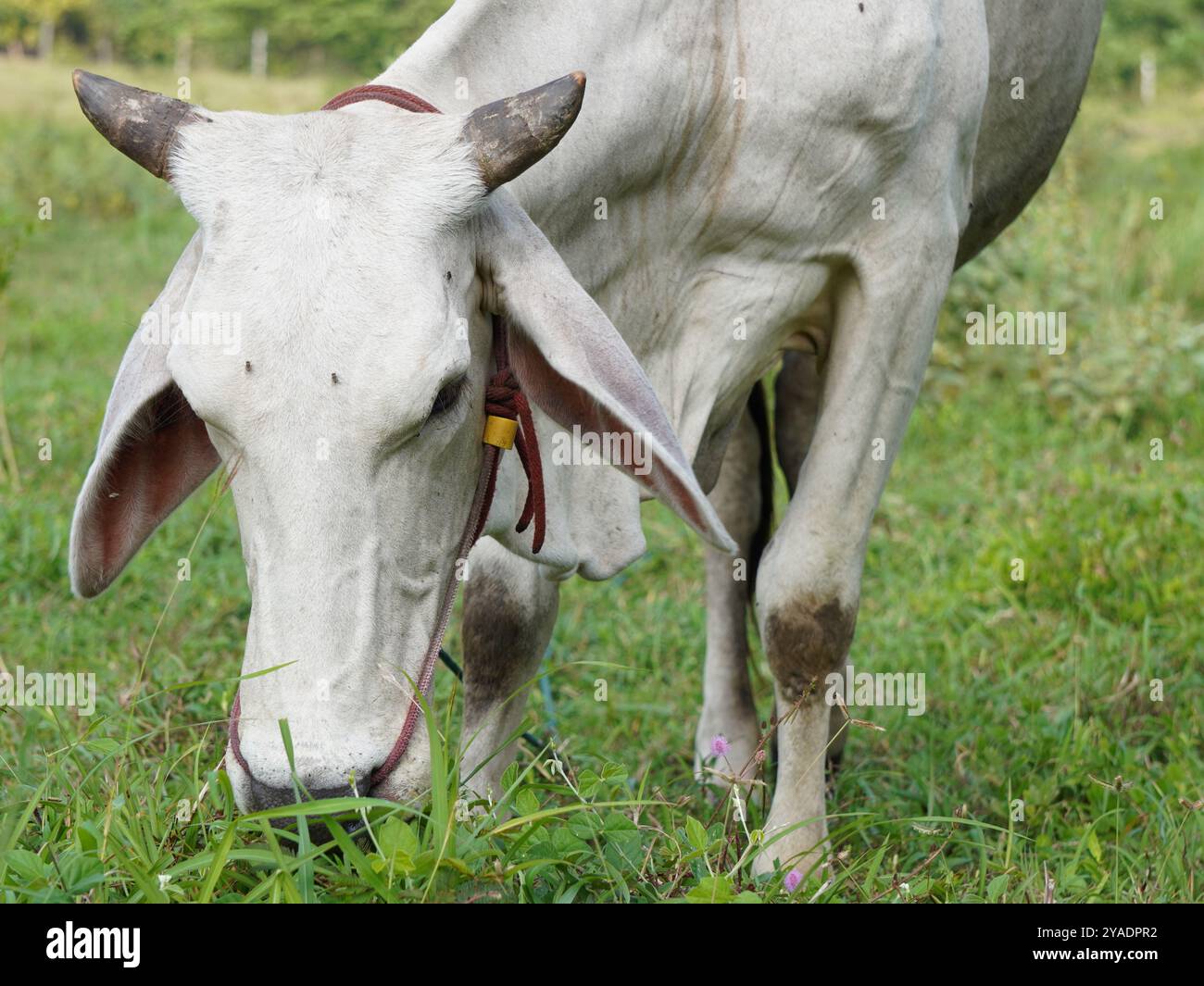 Native Thai cows in the countryside grasslands. Cows eat grass ...