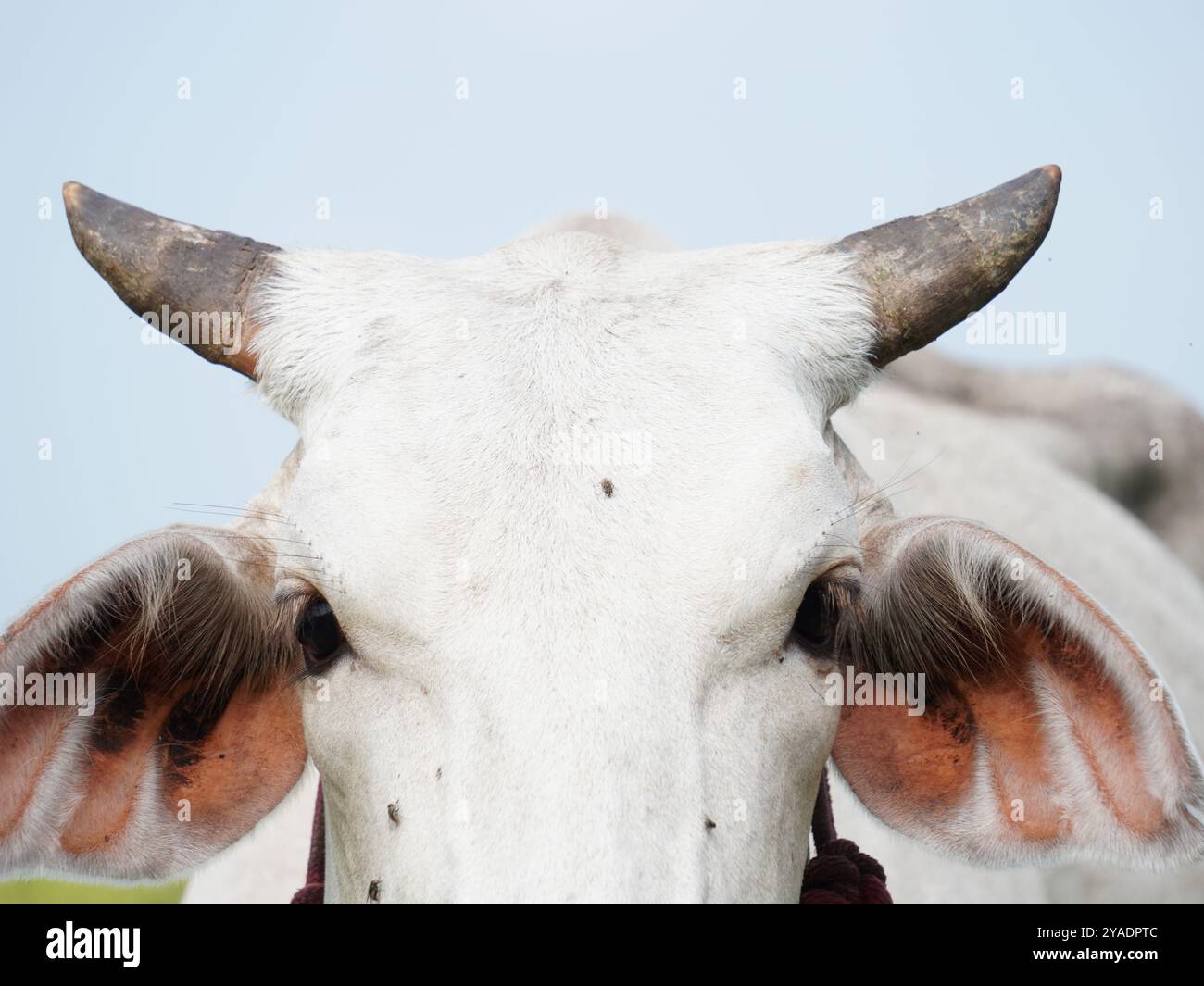 Native Thai cows in the countryside grasslands. Cows eat grass ...