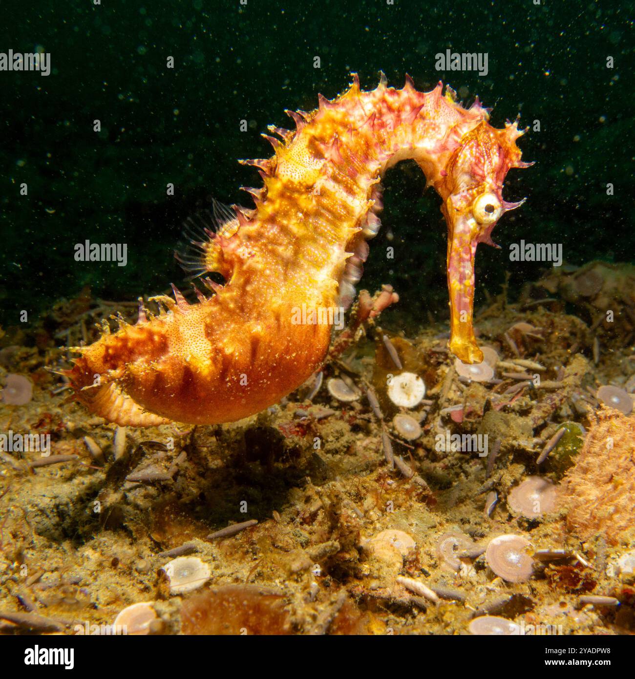 A specimen of the long-snout seahorse, or Hippocampus reidi, which is ...