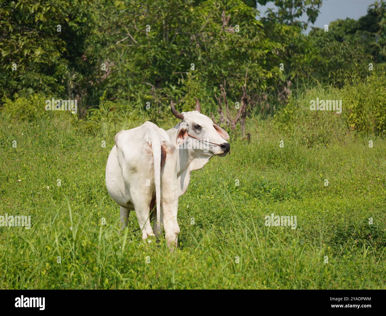 Native thai cows in countryside hi-res stock photography and images - Alamy