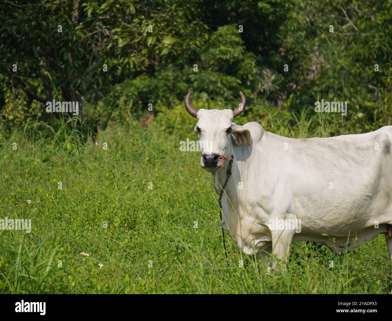 Native Thai cows in the countryside grasslands. Cows eat grass ...