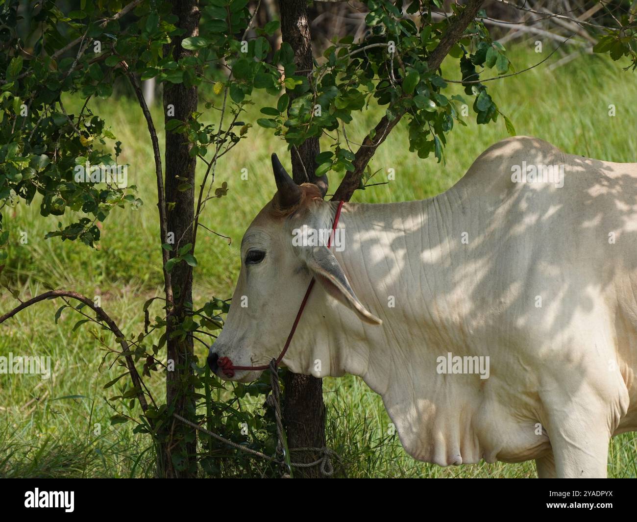 Native Thai cows in the countryside grasslands. Cows eat grass ...