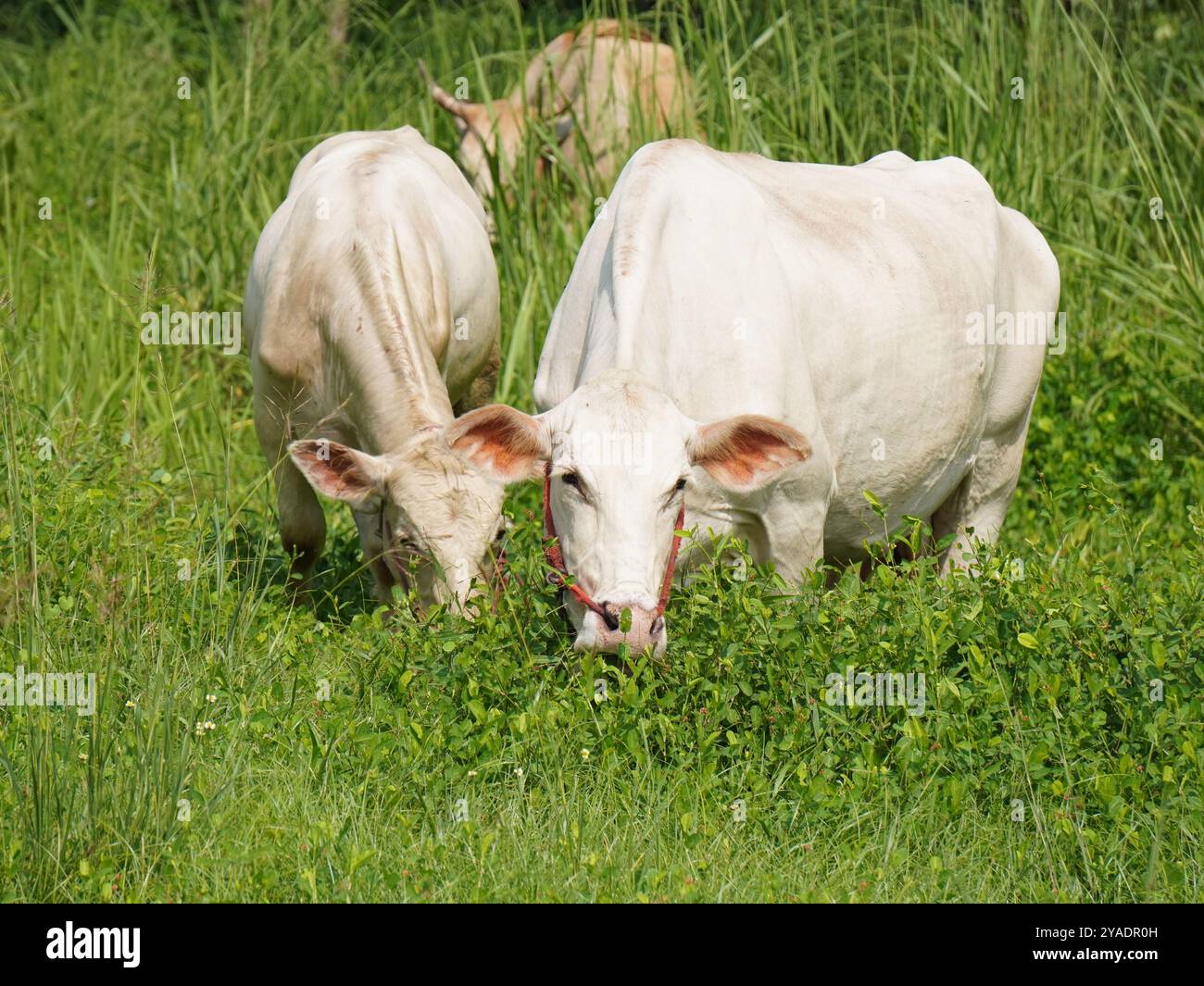 Native Thai cows in the countryside grasslands. Cows eat grass ...