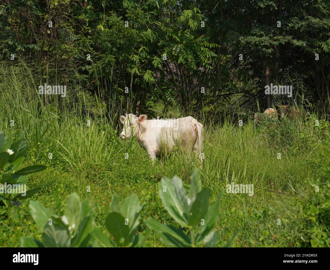 Native Thai cows in the countryside grasslands. Cows eat grass ...